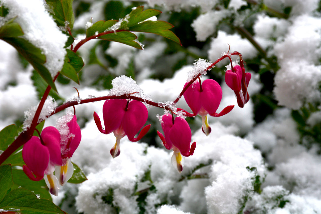 Spring 2025 in the US: What Date Marks the First Day and Why Does It ...